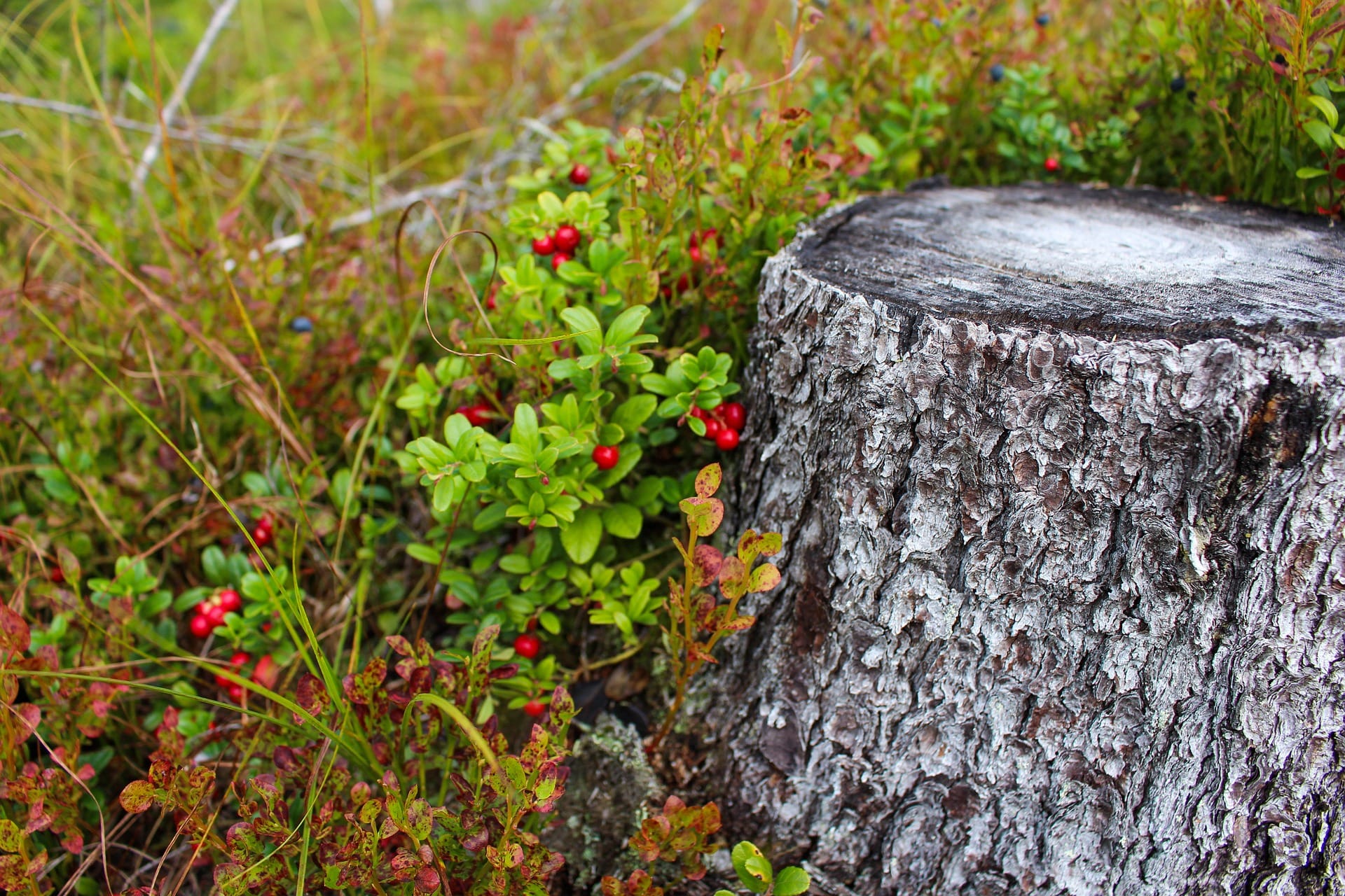 Stump Grinding Kings Lynn | Expert Tree Surgeon in King's Lynn
