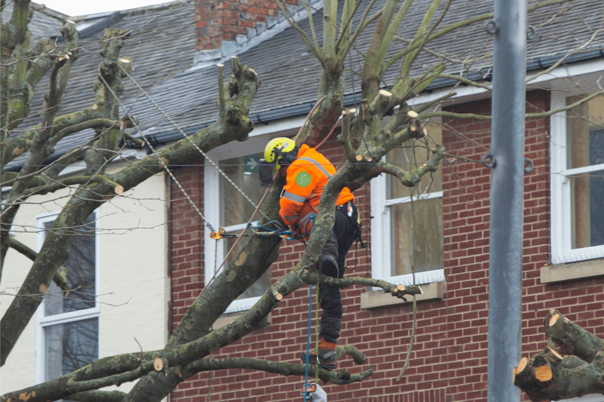 What is a tree surgeon?